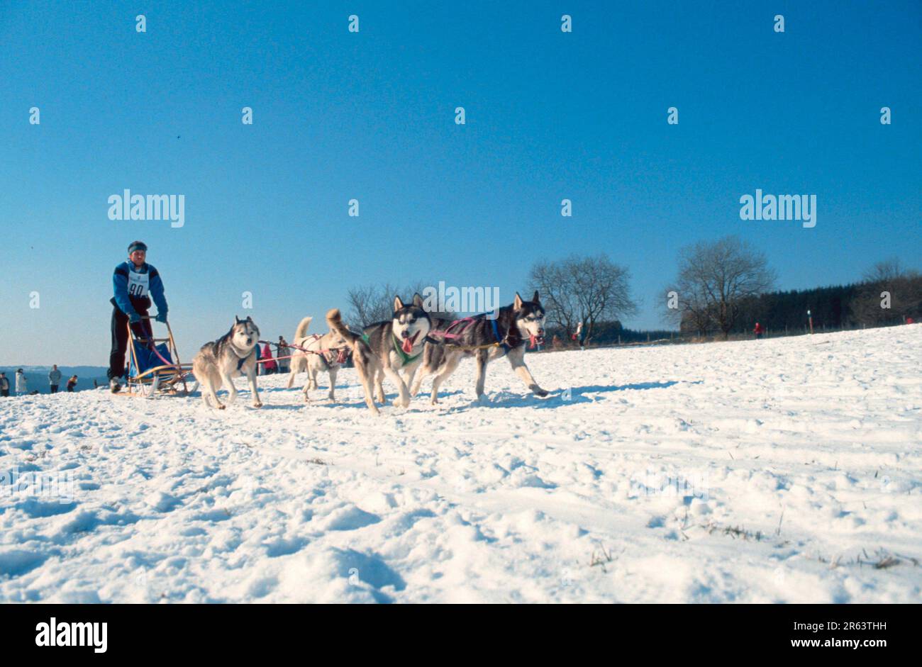 Siberian husky racing hi-res stock photography and images - Alamy