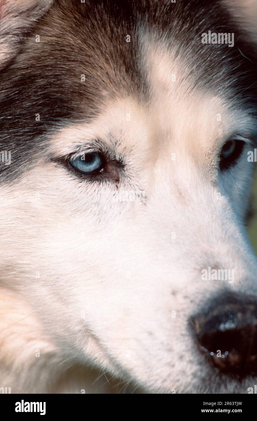 Husky photography hi-res stock photography and images - Alamy