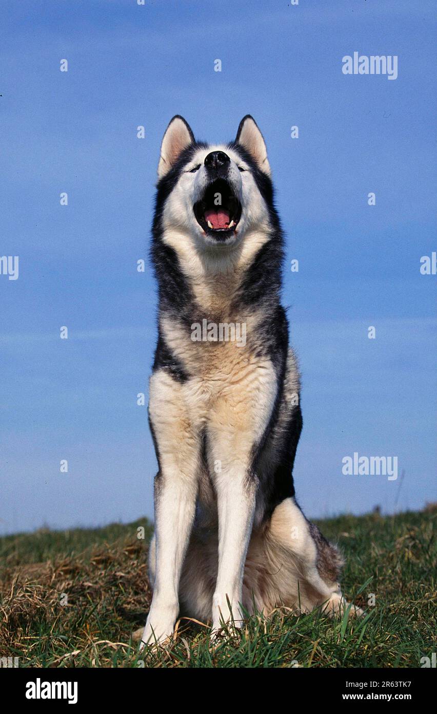 Siberian husky howl hi-res stock photography and images - Alamy