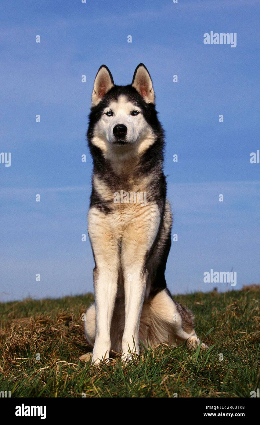 Friendly husky hi-res stock photography and images - Alamy