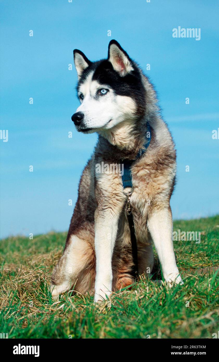 Husky photography hi-res stock photography and images - Alamy
