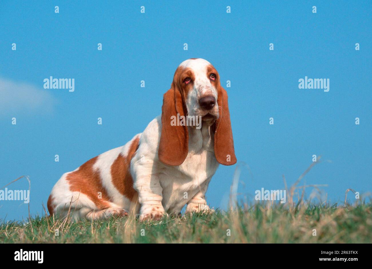 Basset Hound, lemon-white, lemon-white (animals) (mammals) (mammals ...