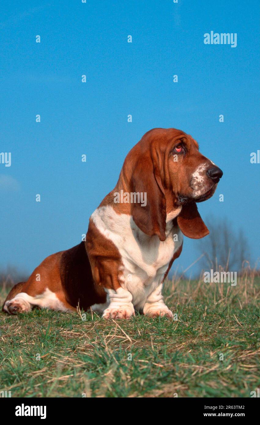 Basset hound, tricolour (animals) (mammals) (mammals) (domestic dog ...