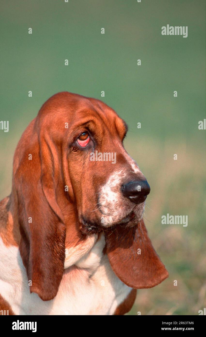 Basset hound, tricolour (animals) (mammals) (mammals) (domestic dog ...