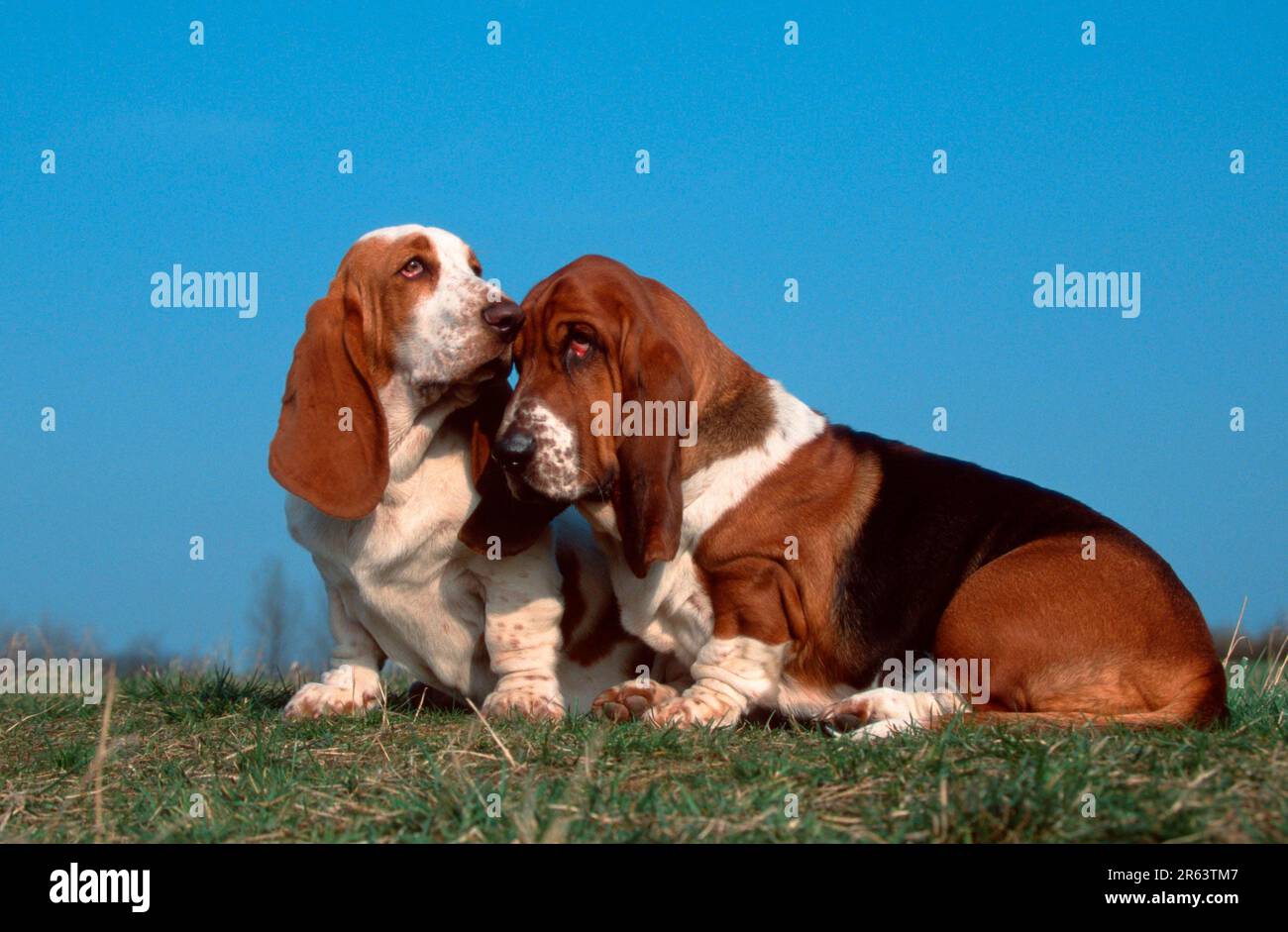 Basset Hounds, tricolour and lemon yellow Stock Photo - Alamy