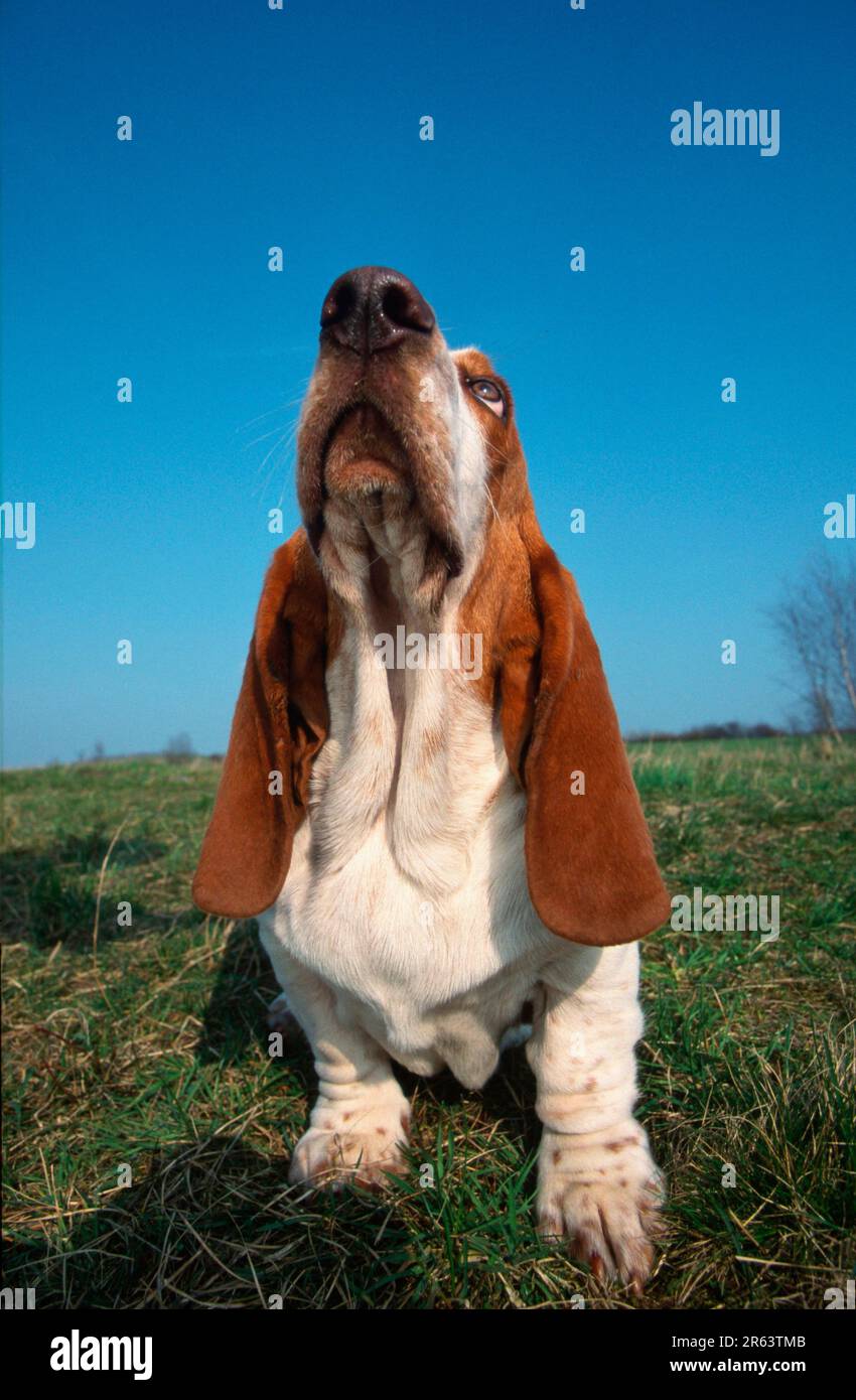 Basset Hound, lemon-white, lemon-white (animals) (mammals) (mammals ...