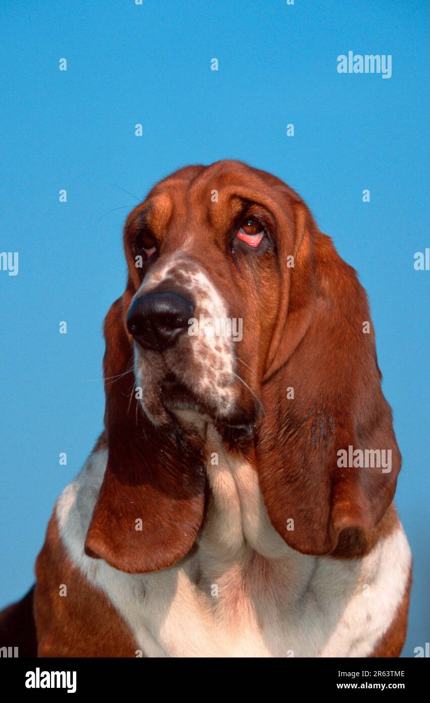 Basset hound, tricolour (animals) (mammals) (mammals) (domestic dog ...