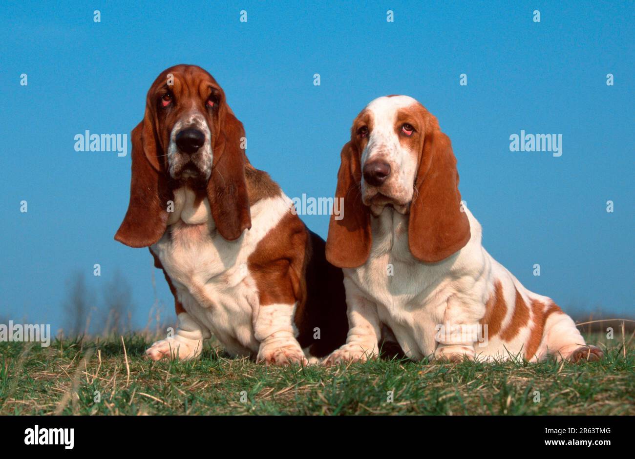 Basset Hounds, tricolour and lemon yellow Stock Photo - Alamy