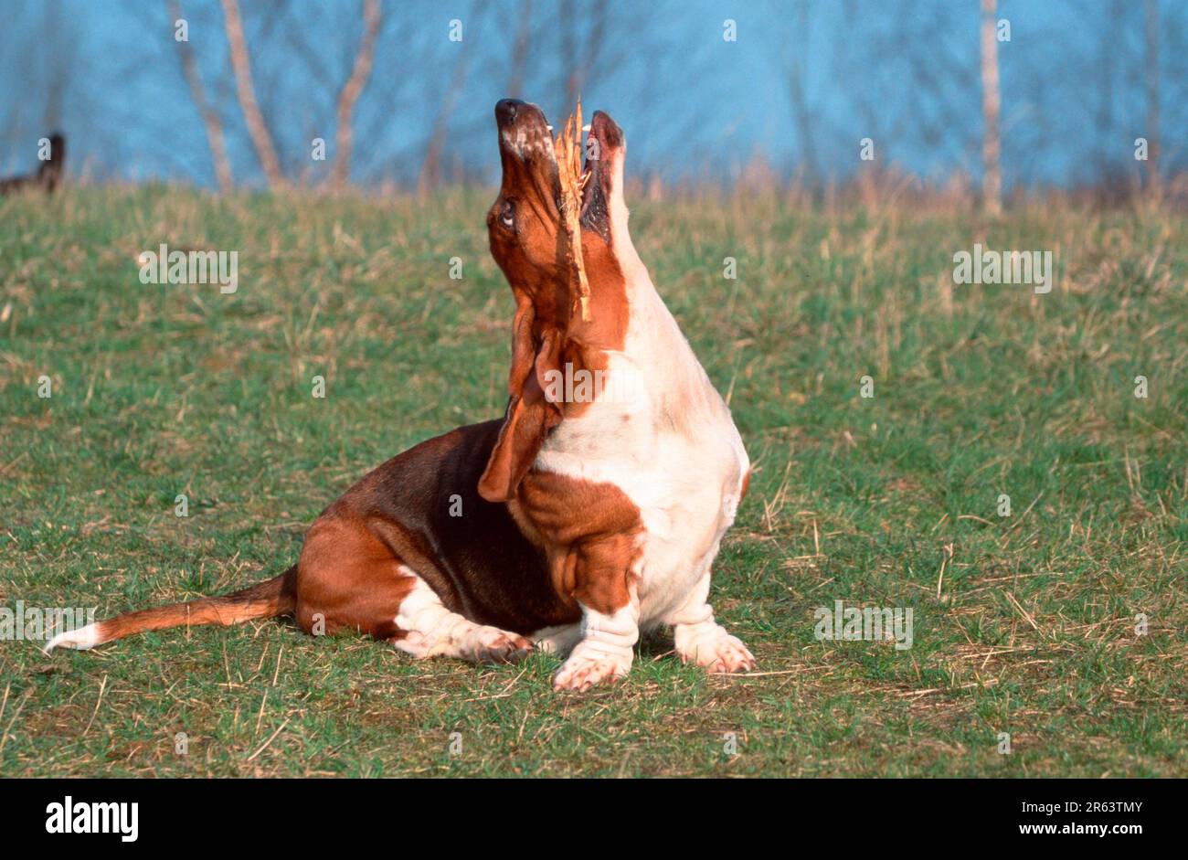 Basset hound tricolor hi-res stock photography and images - Alamy