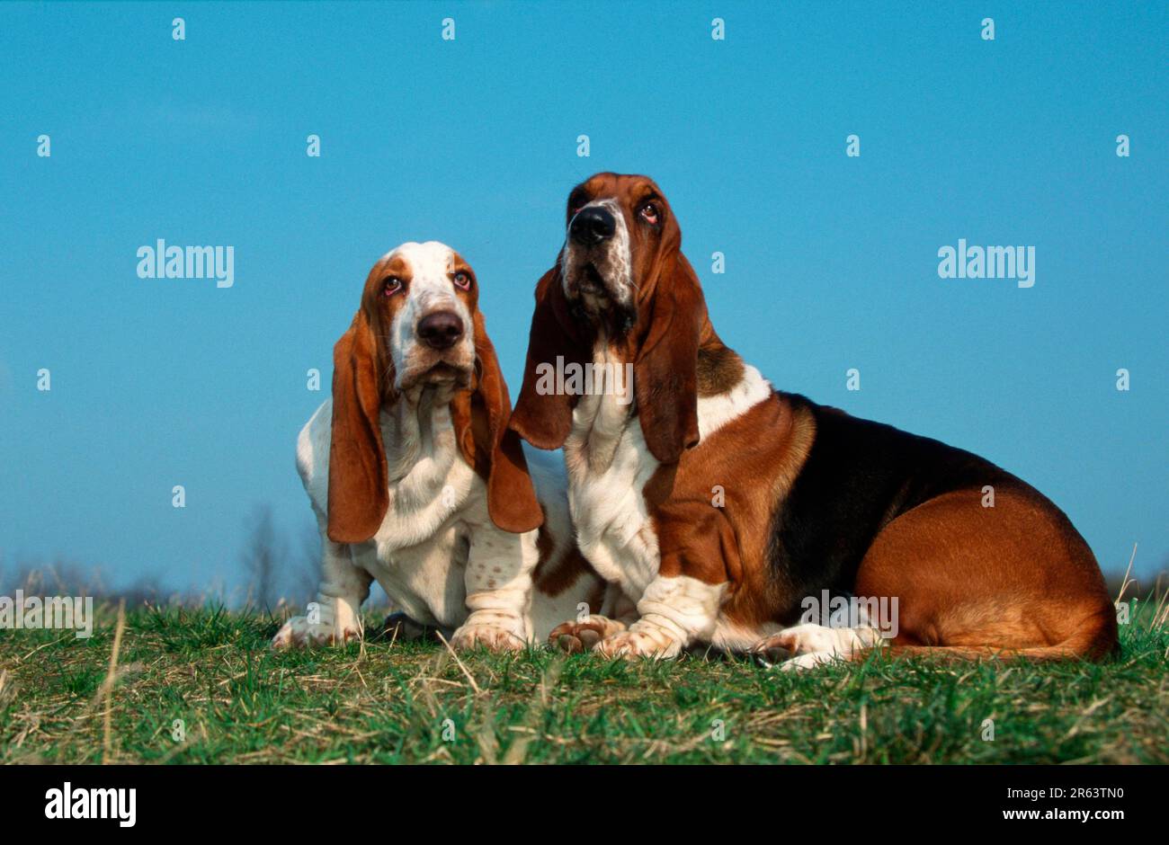 Basset Hounds, tricolored and lemon-white, tricolor and lemon-white ...