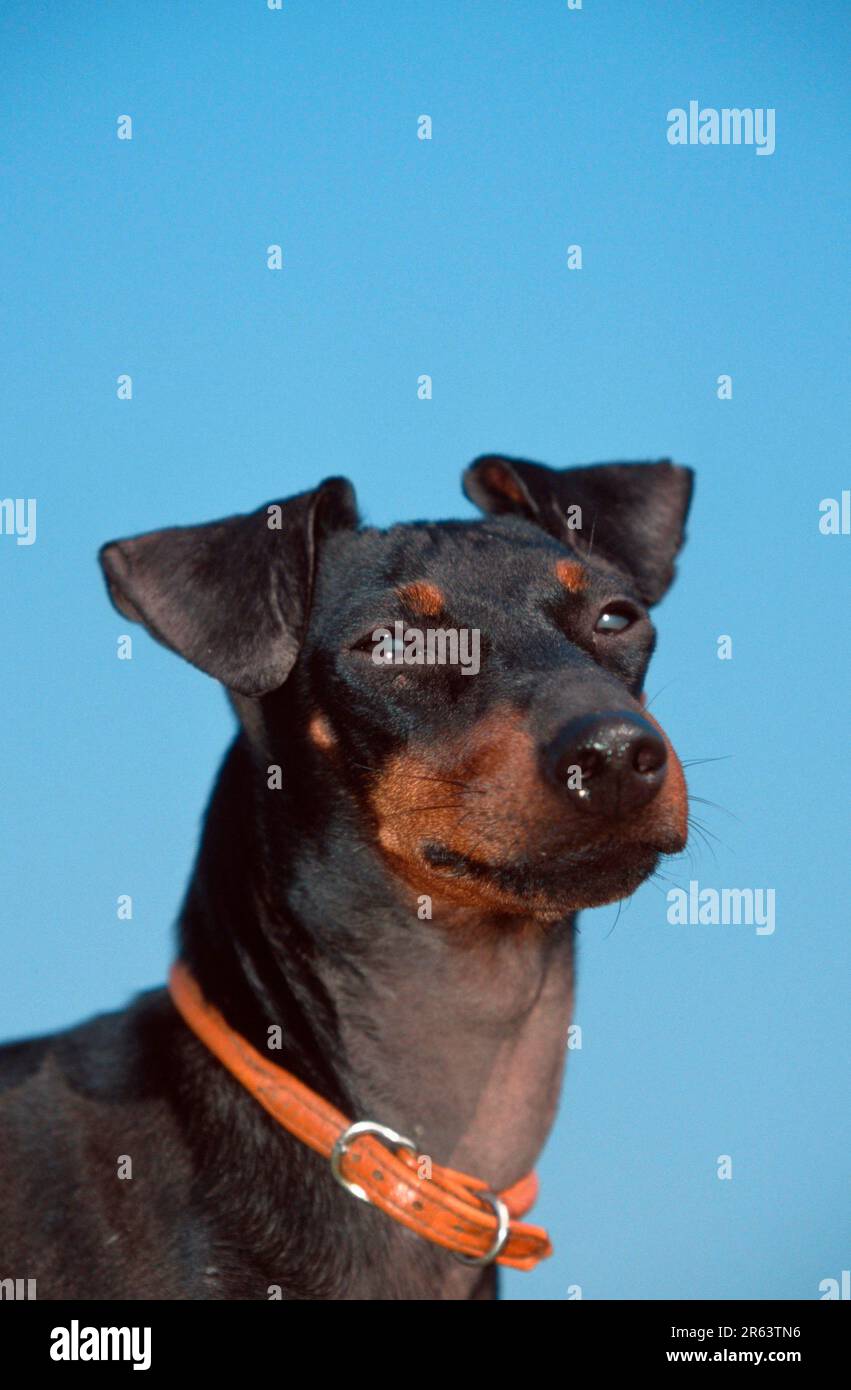 Manchester Terrier (animals) (mammals) (mammals) (domestic dog) (pet ...