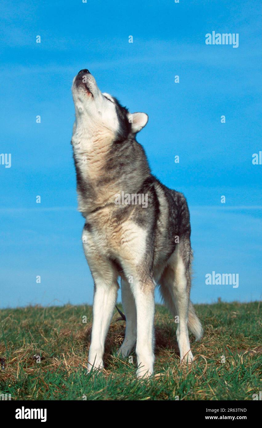 Siberian husky howl hi-res stock photography and images - Alamy