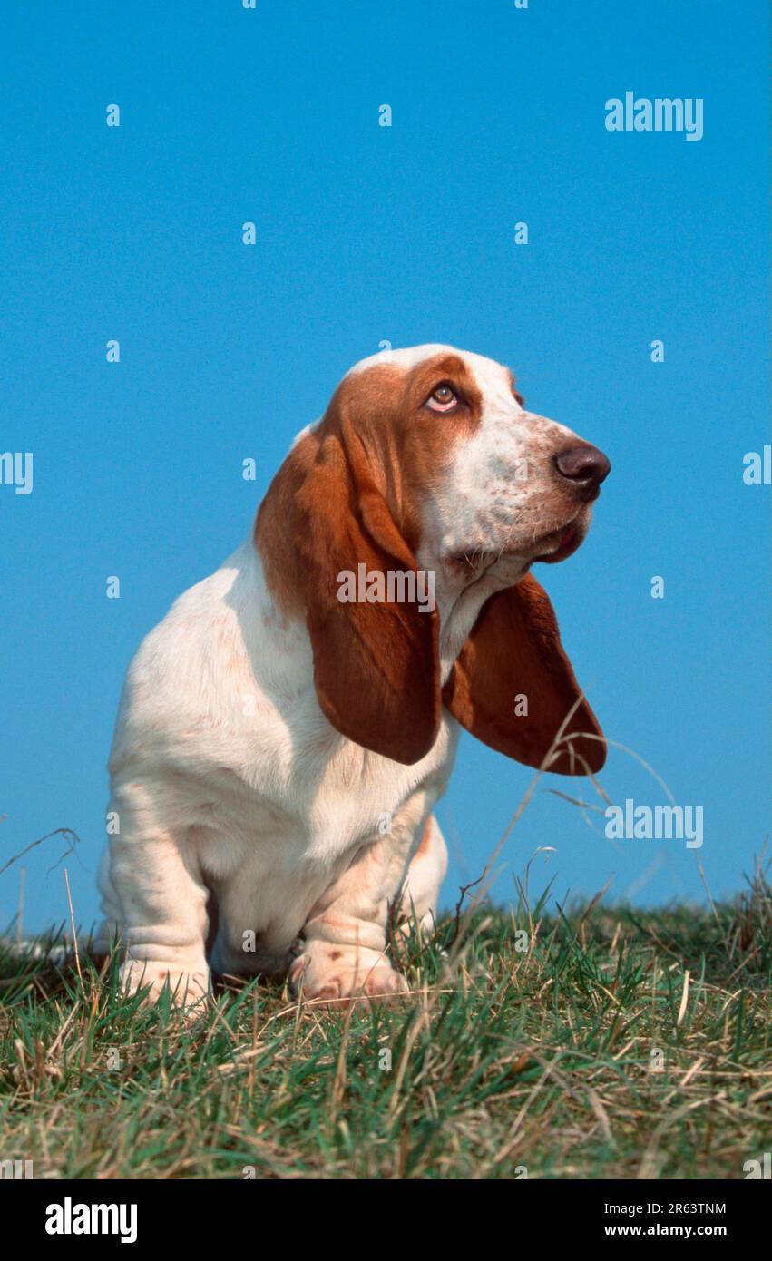Lemon Basset Hound