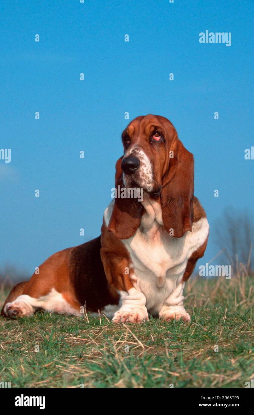 Basset Hound, tricolor (animals) (mammals) (mammals) (domestic dog ...