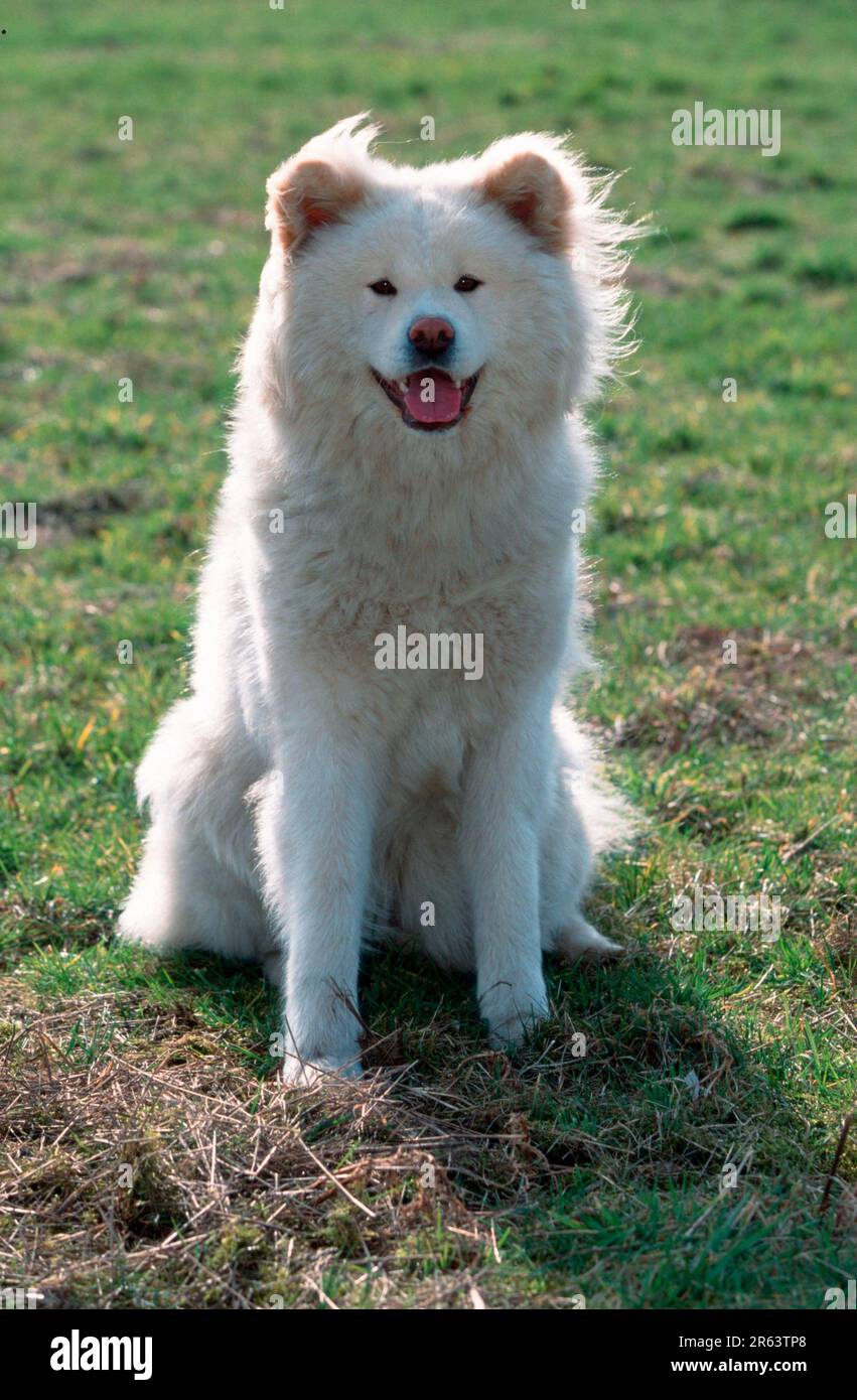 Akita-Inu, long-haired (animals) (mammals) (mammals) (domestic dog ...