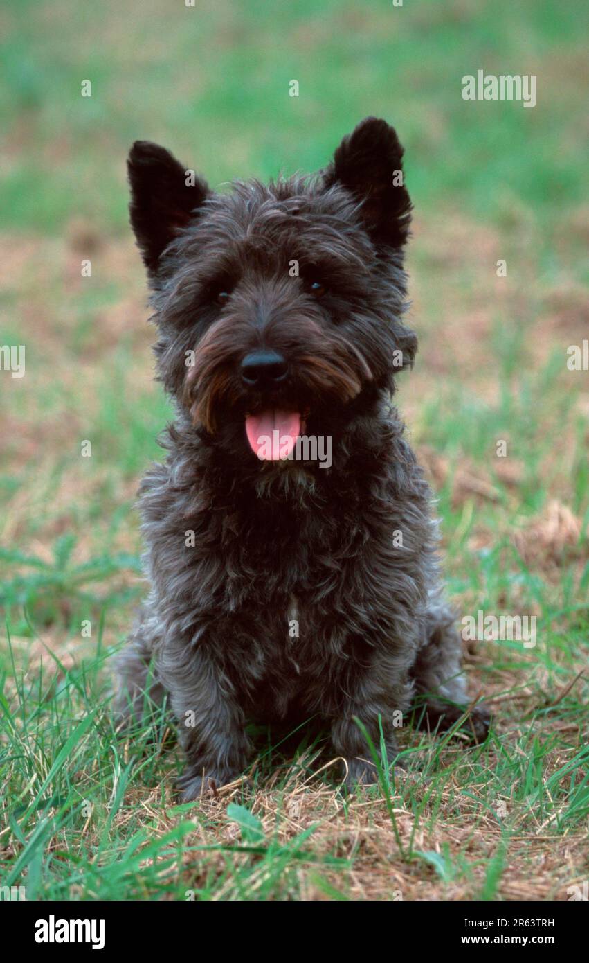Mixed Breed Dog, mixed breed dog, scotch terrier mix (animals) (mammals ...