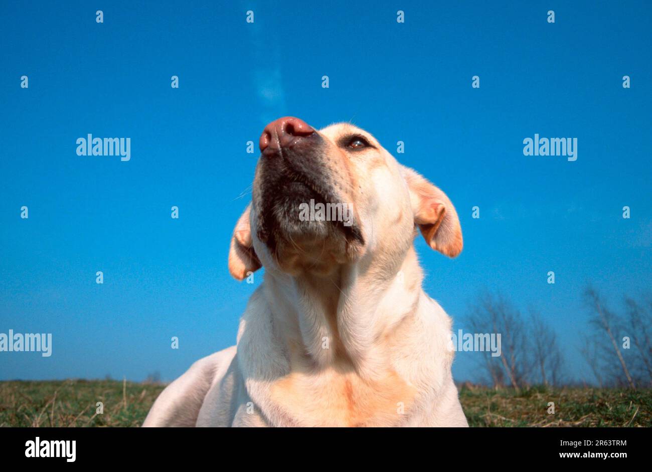 Labrador Retriever, animals, mammals, mammals, domestic dog, pet ...