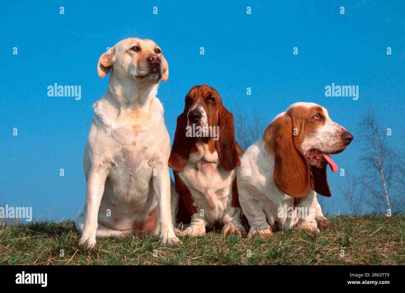 Three labrador retrievers hi-res stock photography and images - Alamy
