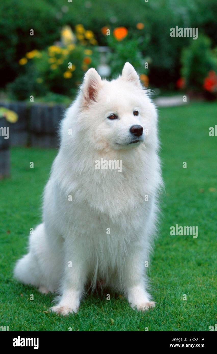 Samoyed front view hi-res stock photography and images - Alamy