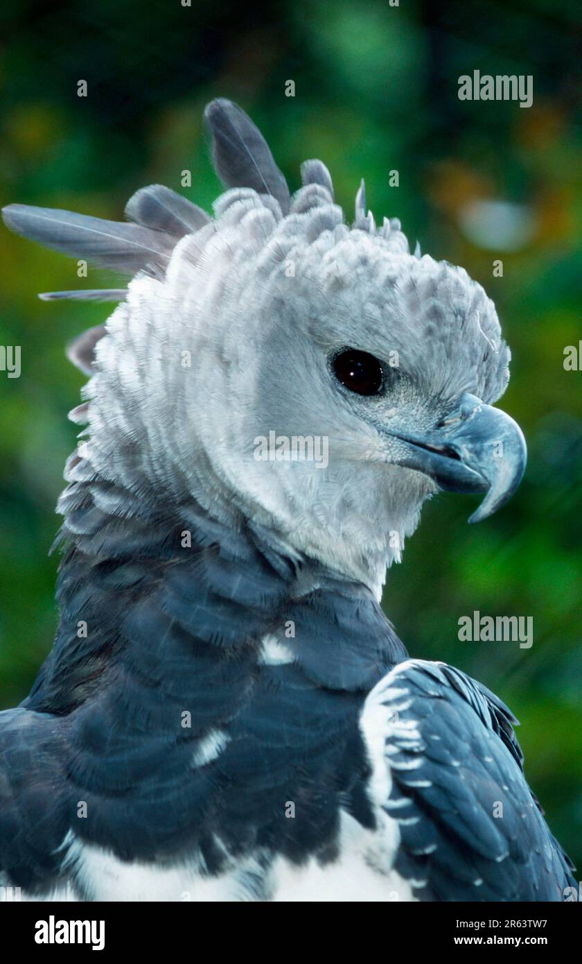Harpy Eagle (Harpia harpyja Stock Photo - Alamy