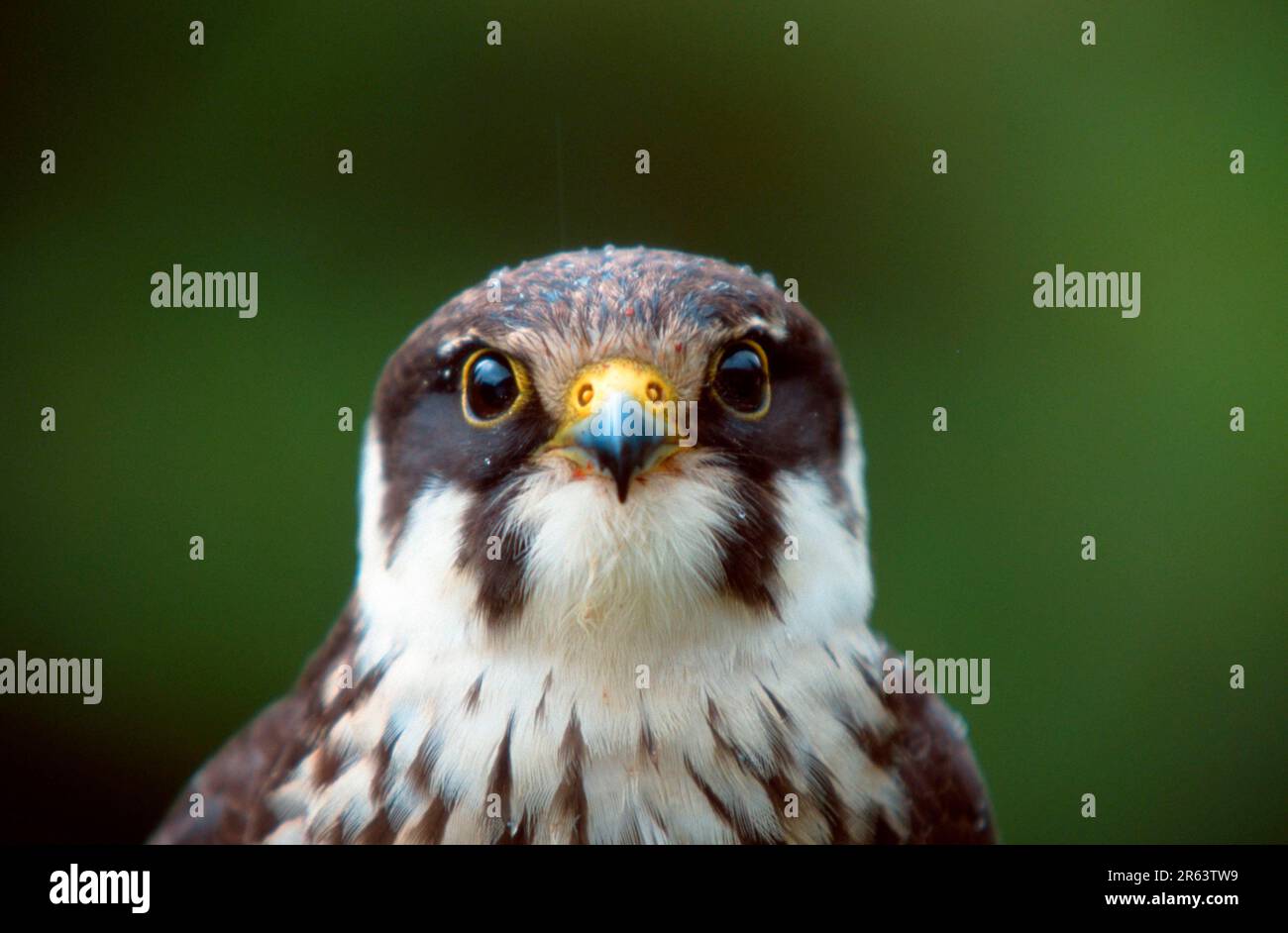 Eurasian hobby (Falco Subbuteo Stock Photo - Alamy