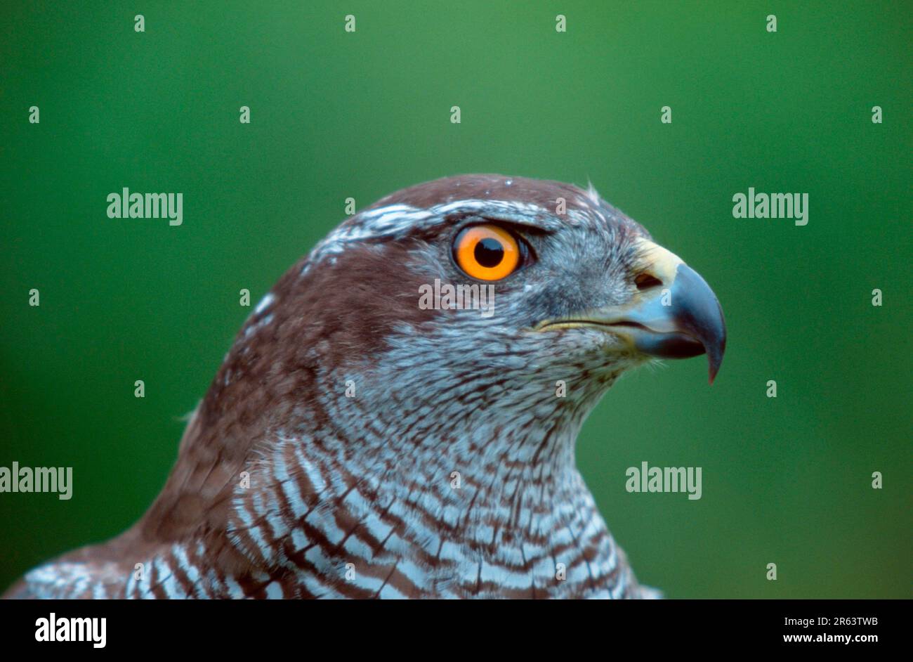 Goshawk, female, northern goshawk (Accipiter gentilis), female Stock ...