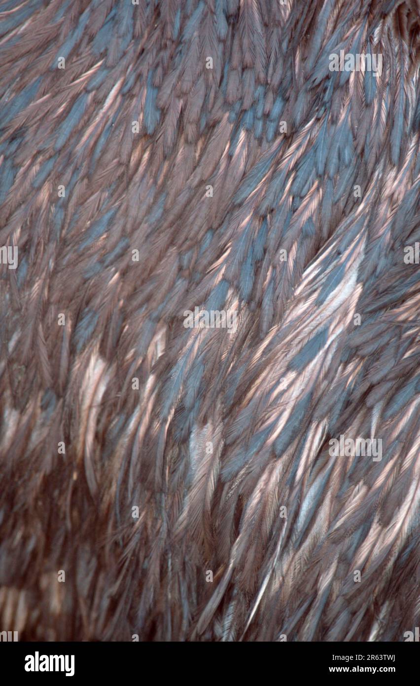 Emu feathers up close hi-res stock photography and images - Alamy