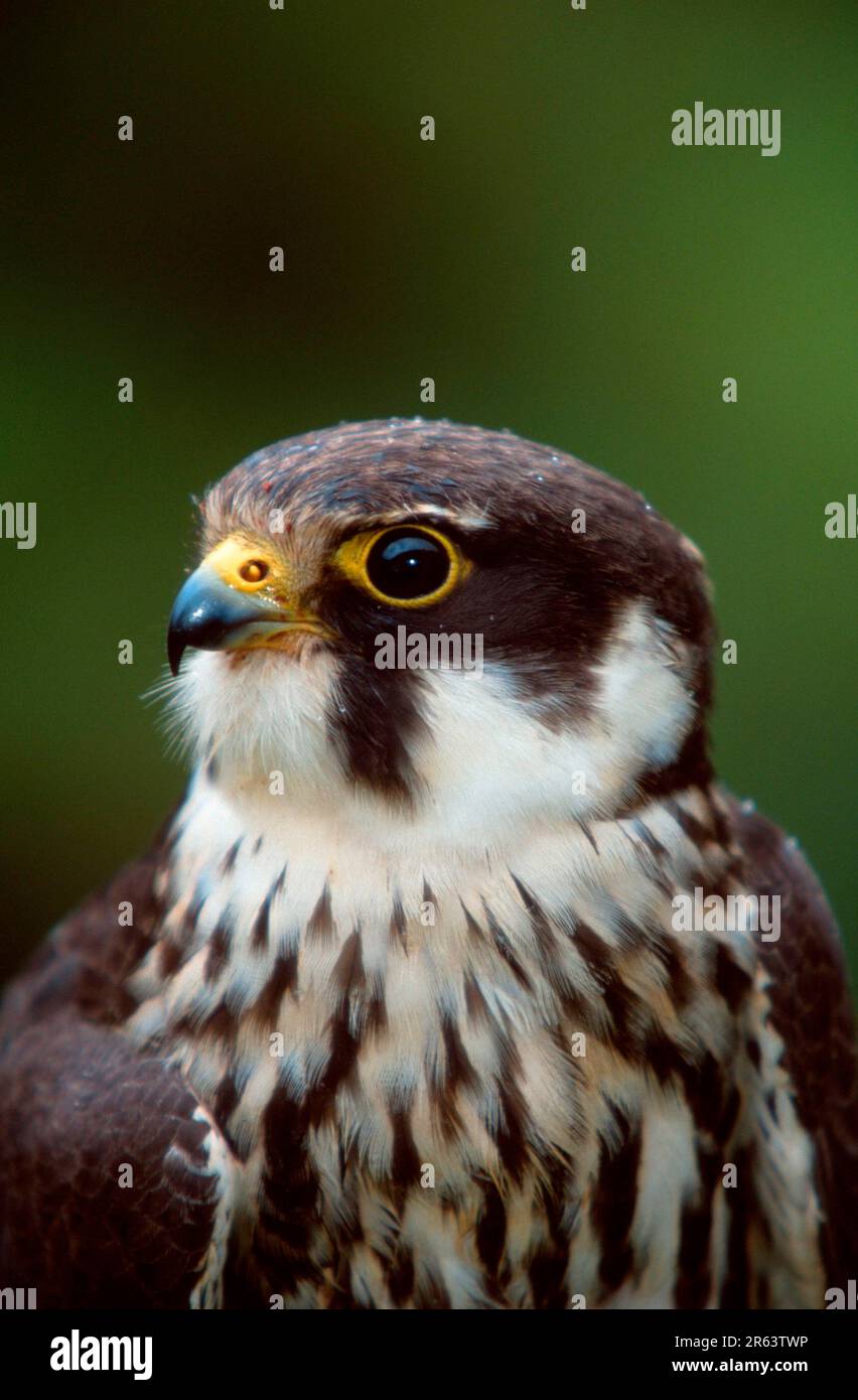 Eurasian hobby (Falco Subbuteo Stock Photo - Alamy