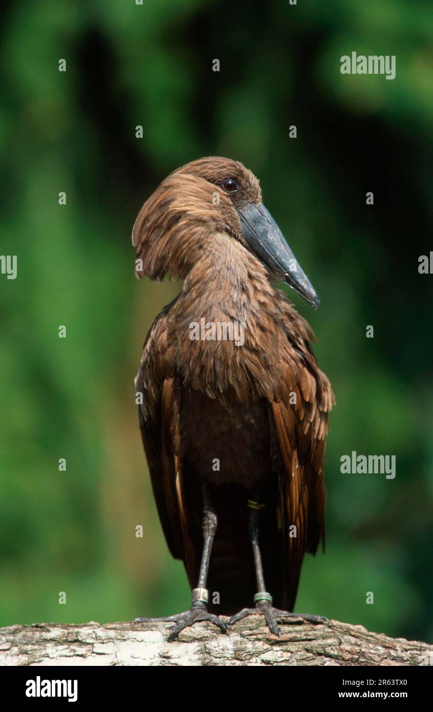 Hamerkop hammerhead stork scopus hi-res stock photography and images ...