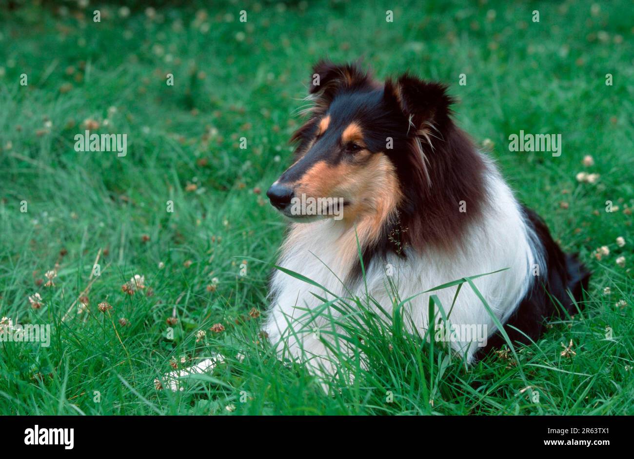 Rough hair collie hi-res stock photography and images - Alamy