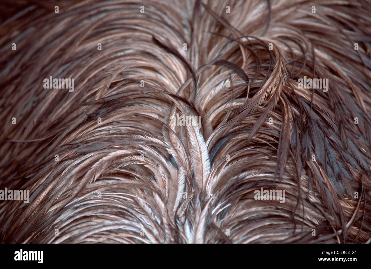 Emu feathers up close hi-res stock photography and images - Alamy