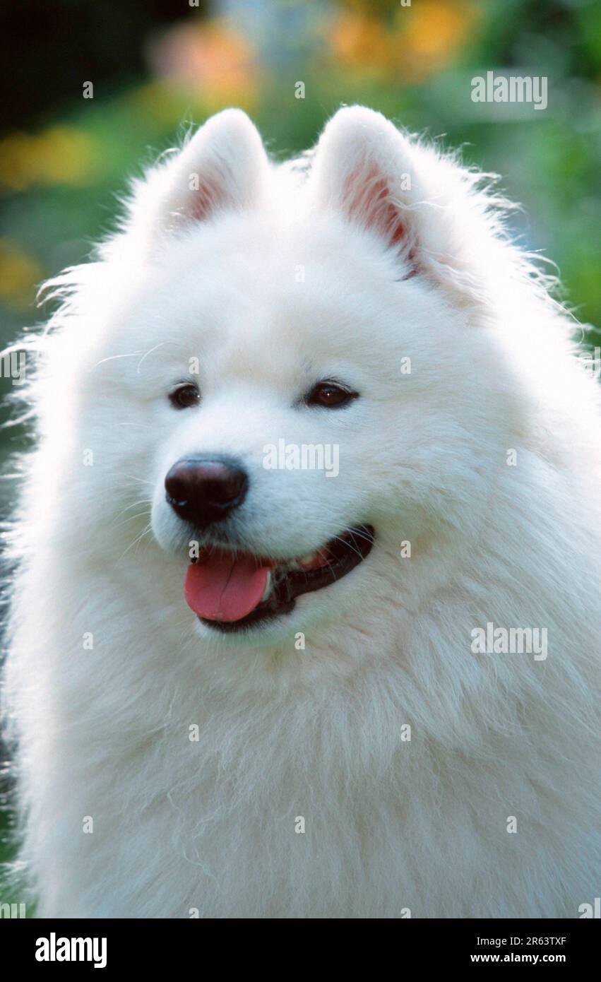 Samoyed head shot hi-res stock photography and images - Alamy