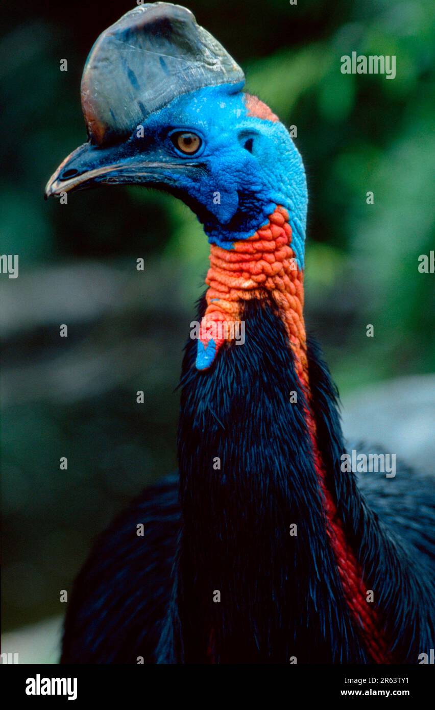 Single-wattled Cassowary (Casuarius unappendiculatus rufotinctus Stock ...