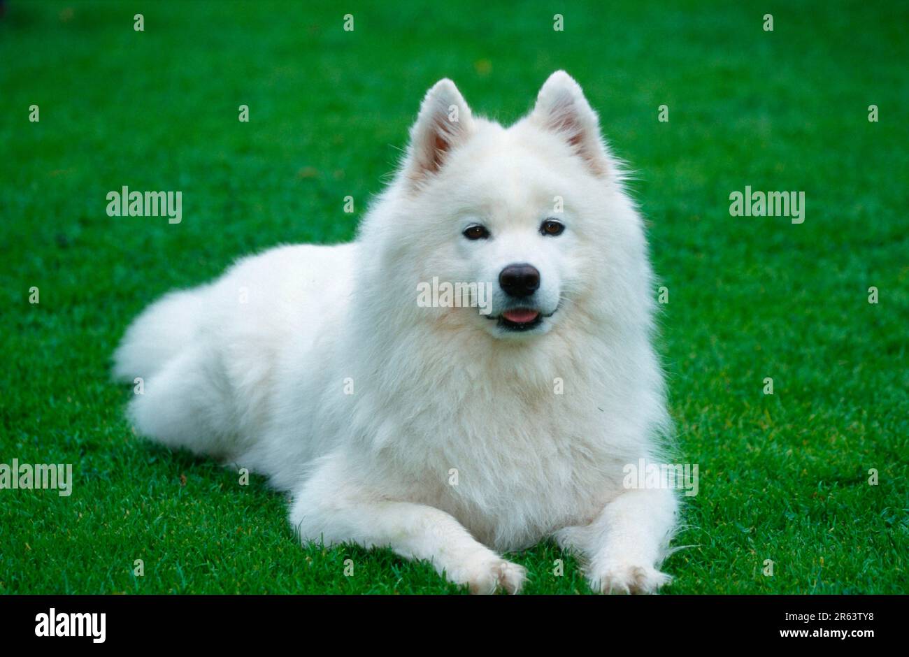 Samoyed front view hi-res stock photography and images - Alamy