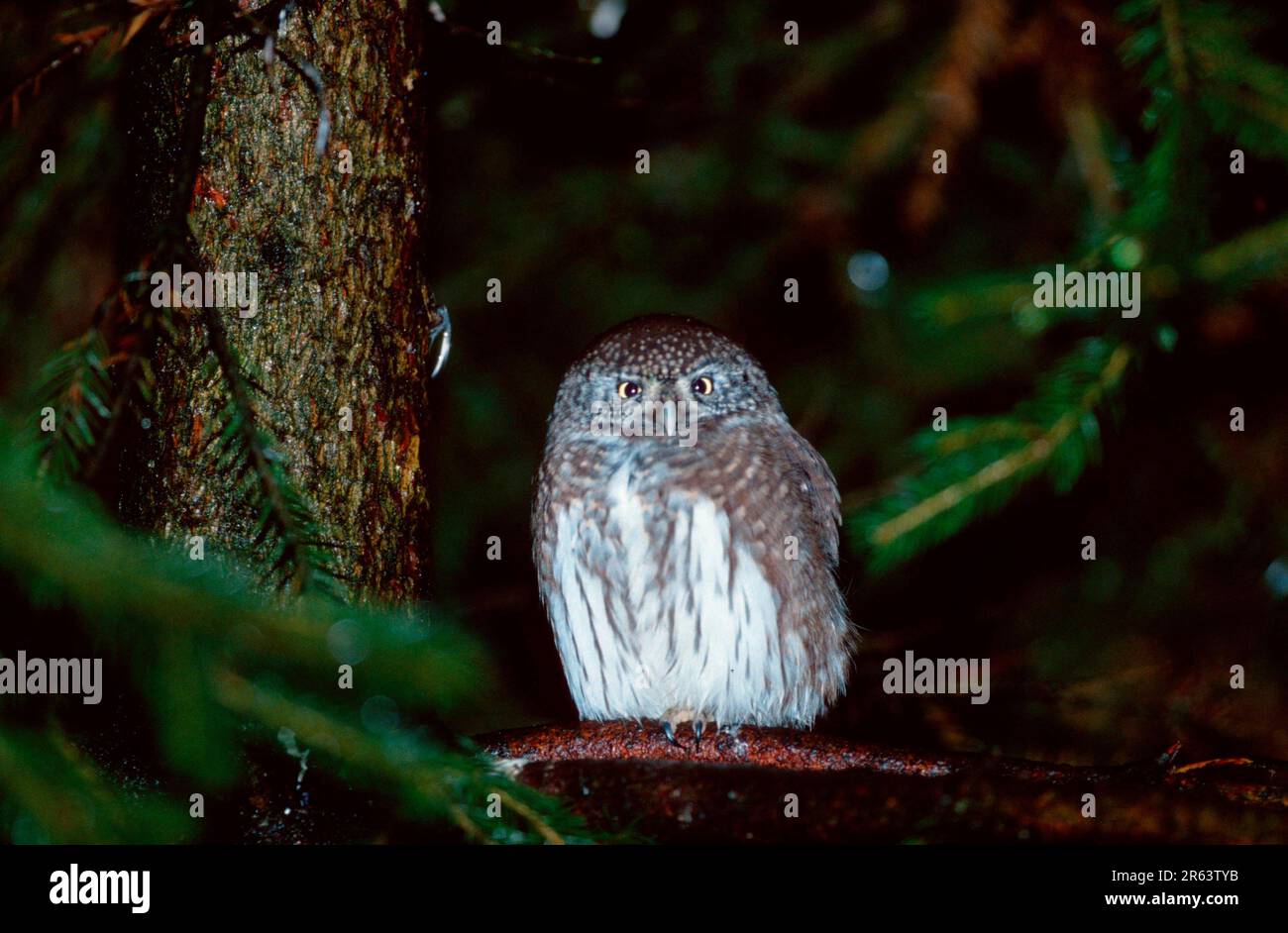 Eurasian Pygmy Owl (Glaucidium passerinum Stock Photo - Alamy