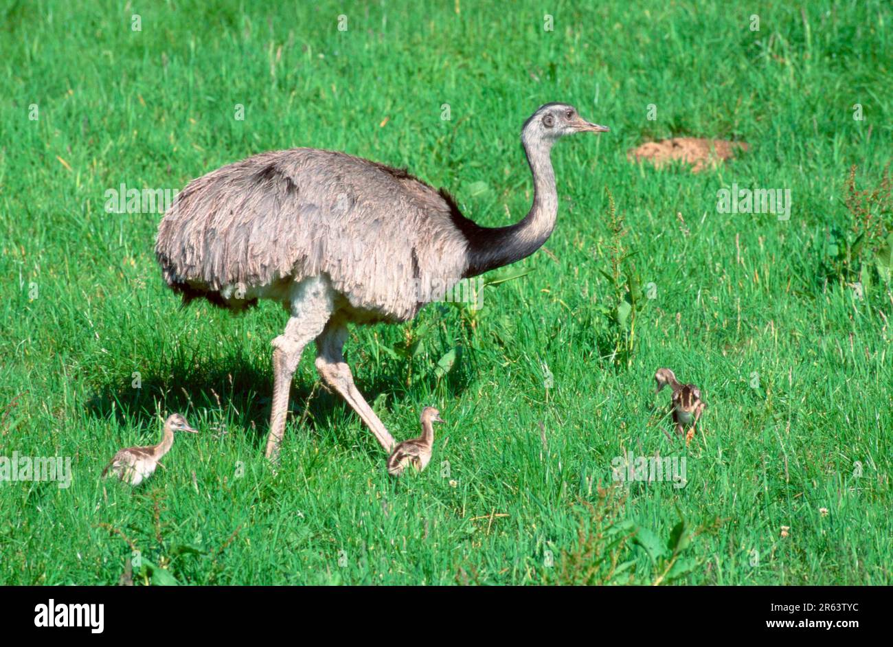 American Rhea (Rhea americana), male with greater rhea Stock Photo - Alamy