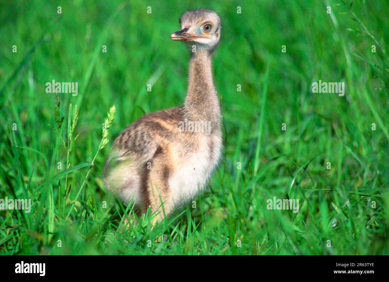 American Rhea (Rhea americana), Greater rhea Stock Photo - Alamy