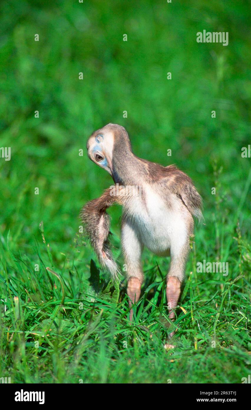 American Rhea (Rhea americana), Greater rhea Stock Photo - Alamy