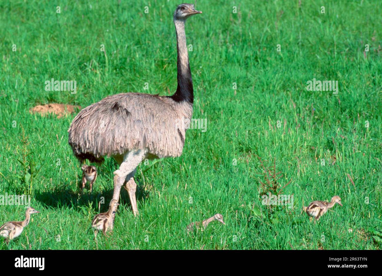American Rhea (Rhea americana), male with chicks Stock Photo - Alamy