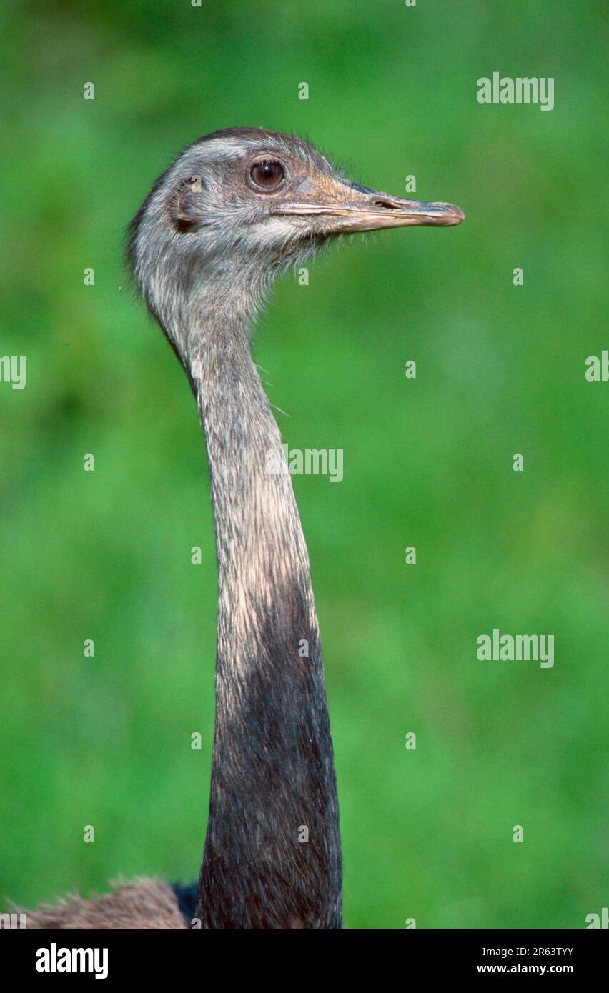 Male rhea hi-res stock photography and images - Alamy