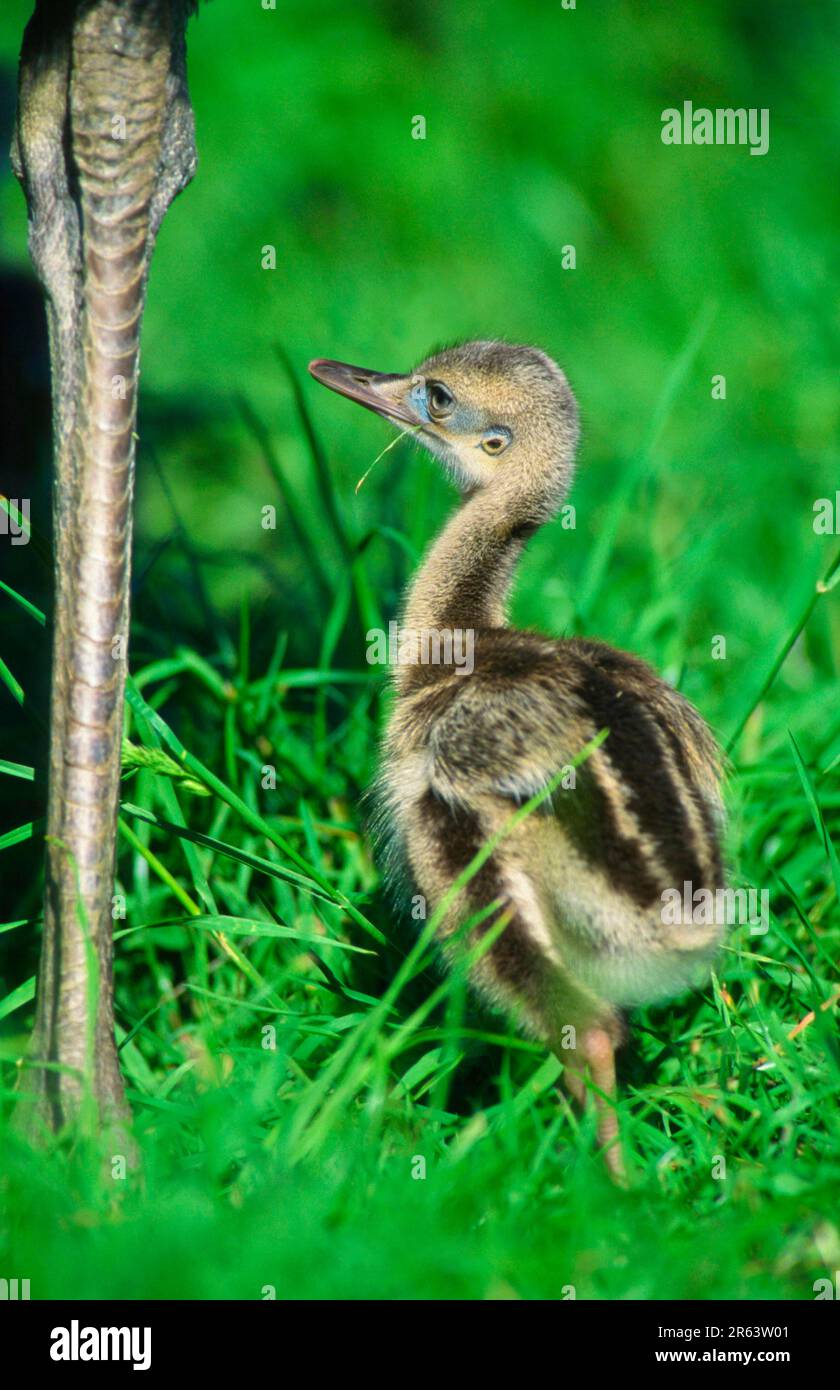 American Rhea (Rhea americana), chick, next to the leg of the greater ...