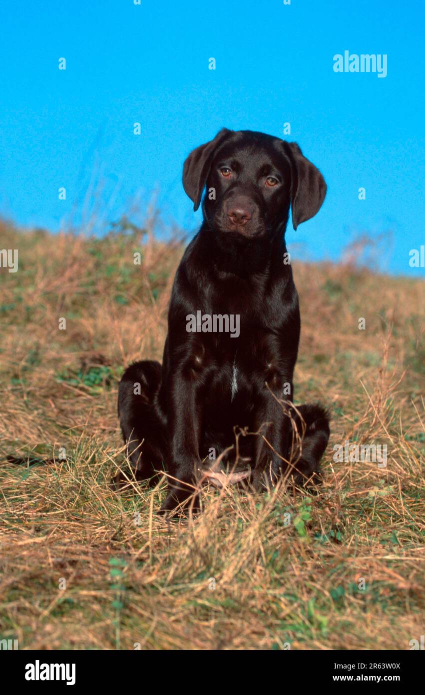 Labrador Retriever, puppy, 4 month old, brown, Labrador Retriever ...