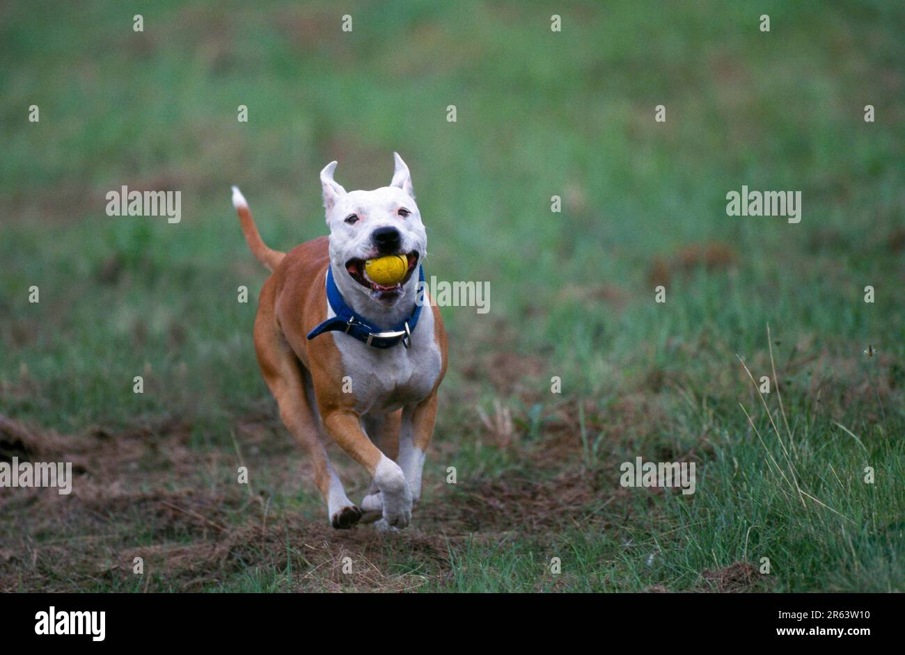 American animal racing hi-res stock photography and images - Alamy