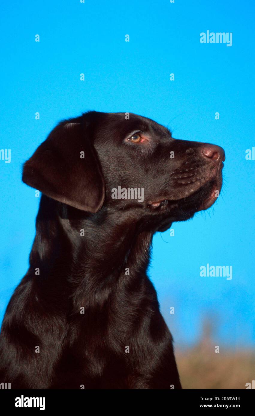 Labrador Retriever, puppy, 4 month old, brown, Labrador Retriever ...