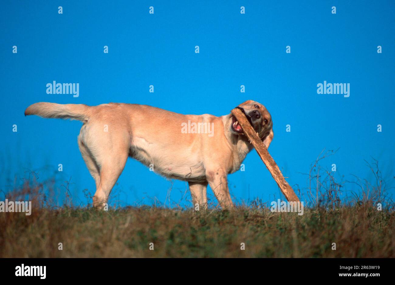 Side view yellow labrador retriever hi-res stock photography and images ...