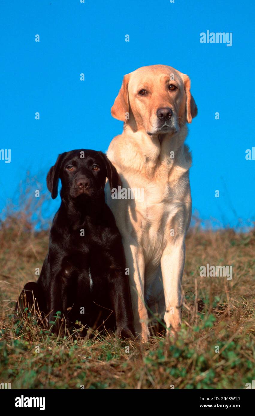 Labrador Retriever and puppy, 4 month old, yellow and brown, Labrador ...