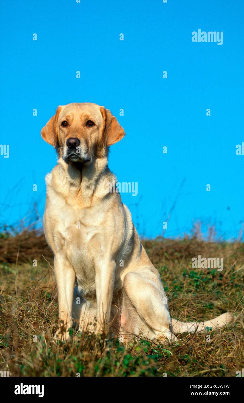 Are Labrador Retrievers Outdoor Dogs