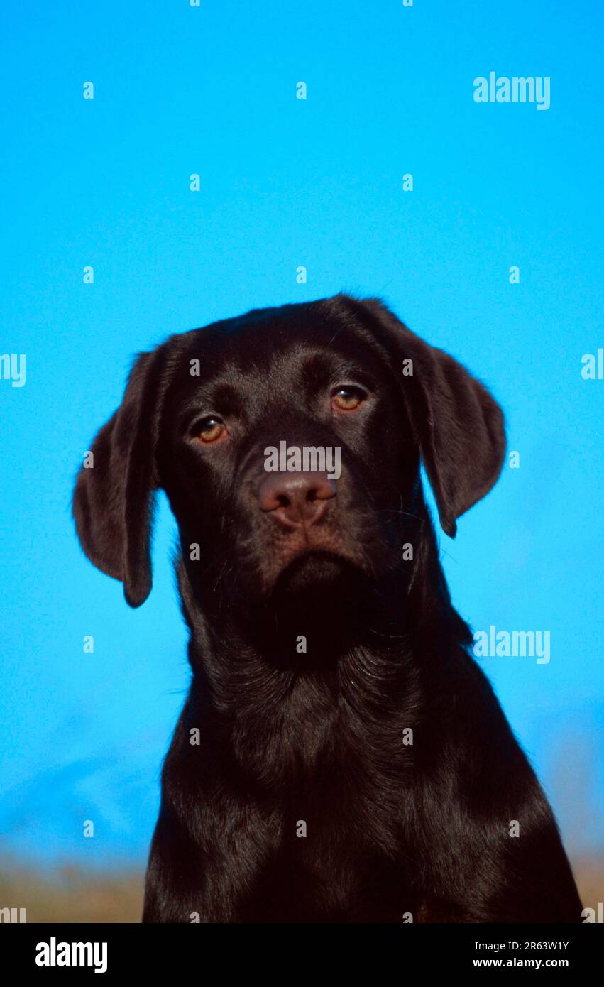 Labrador Retriever, puppy, 4 month old, brown, Labrador Retriever ...