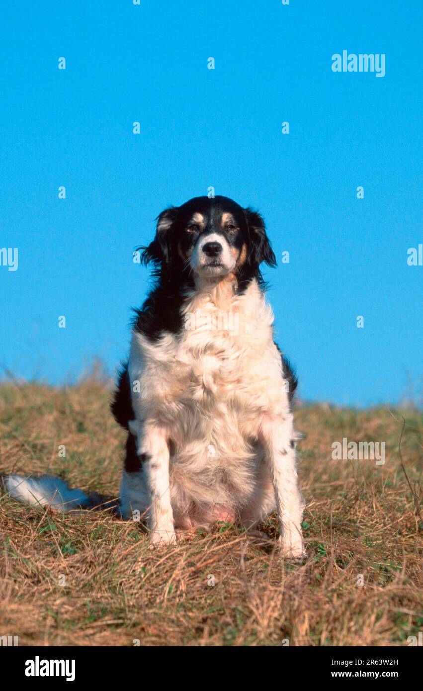 Mixed breed dog, too fat Stock Photo - Alamy