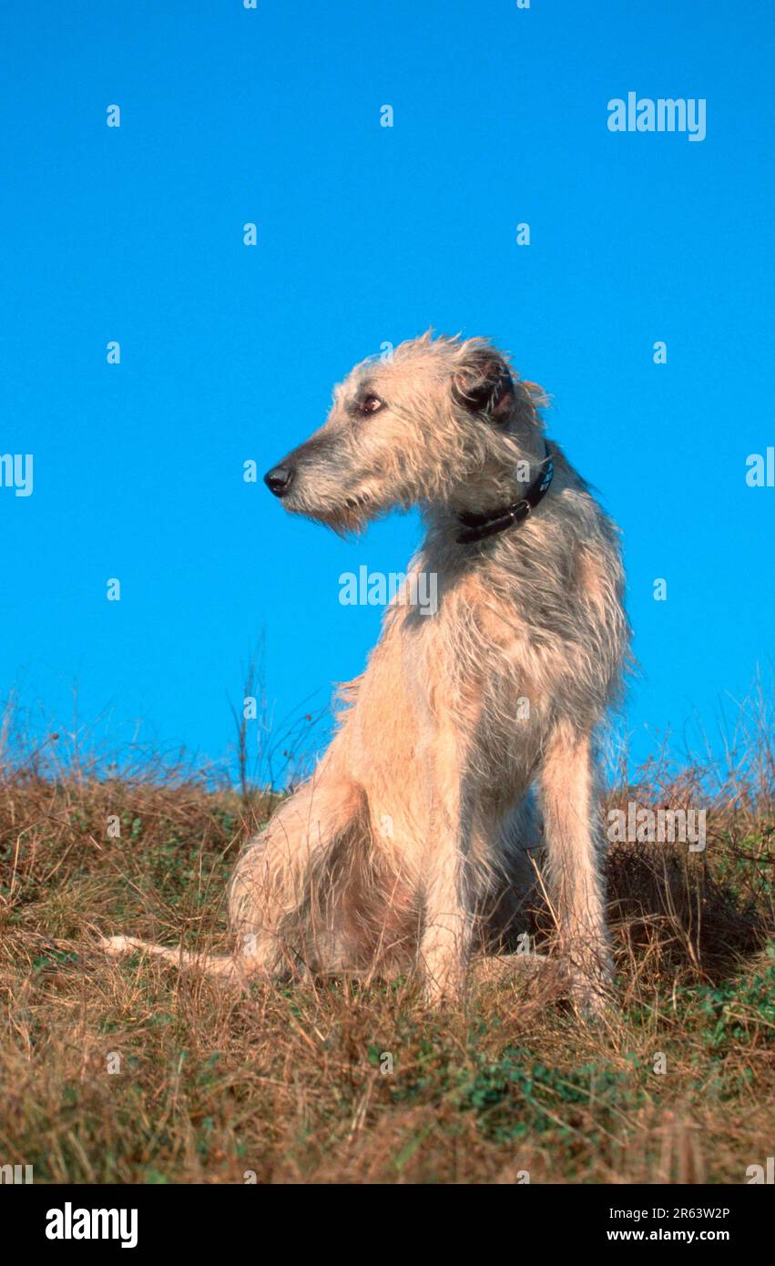 Blue Irish Wolfhound